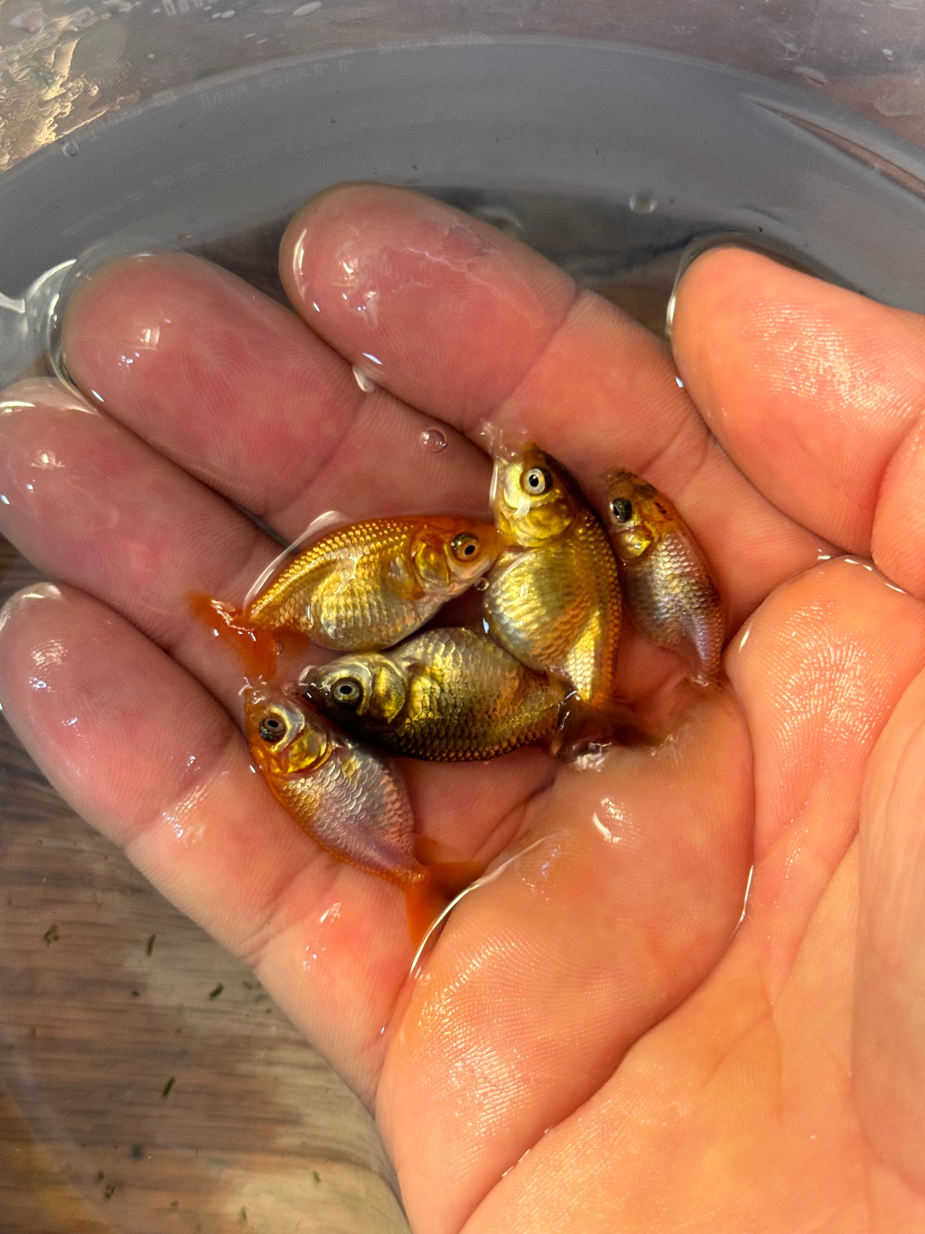 Products – Page 2 – Luke's Goldies