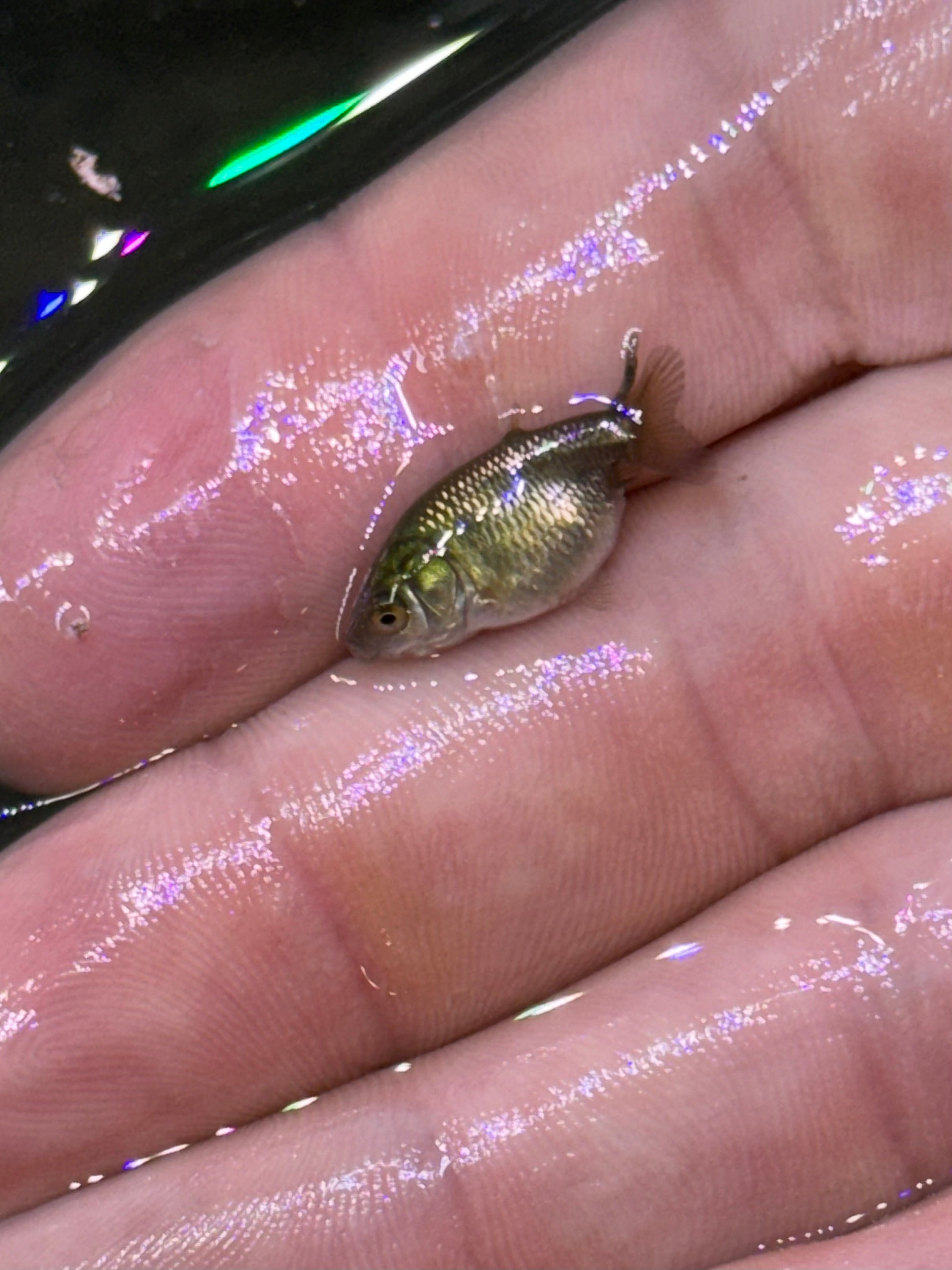 Products – Page 2 – Luke's Goldies